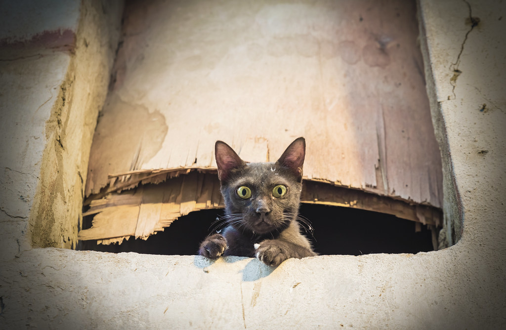 A Little Scared – Spilled Coffee on Ancient Scrolls